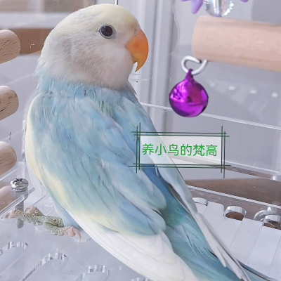 养小鸟的梵高 家庭精养亲人 蓝闪派 牡丹鹦鹉 半毛齐毛 小鸟