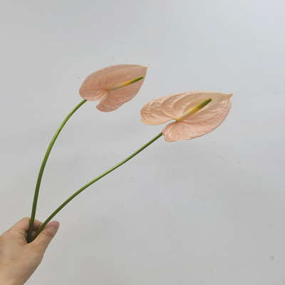 掌鲜切花植物室内水养供佛