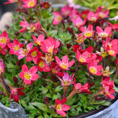 满24包邮 高山虎耳草花苗 迷你盆栽花卉多年生花期长耐寒-10°