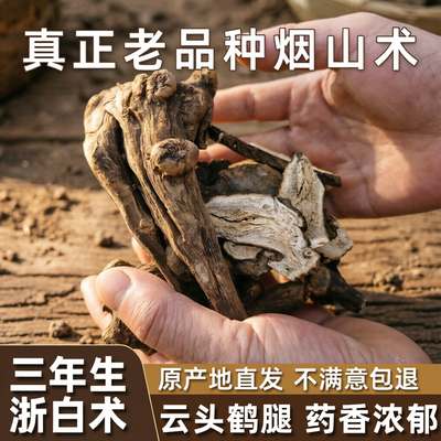 三年生浙白术中药材半野生白术于於术磐安无硫老品种新昌烟山术