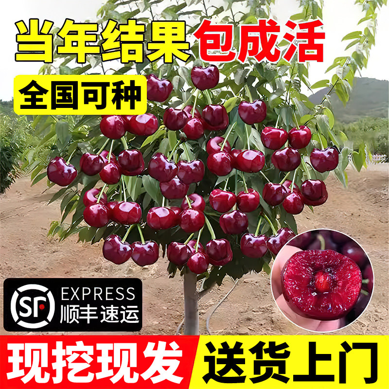 车厘子树苗樱桃树苗南方北方种植水果盆栽矮化嫁接正宗大樱桃树苗