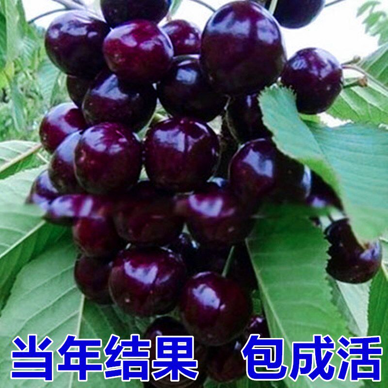 樱桃果树苗特大樱桃树车厘子苗南方北方种植地栽嫁接盆栽庭院阳台