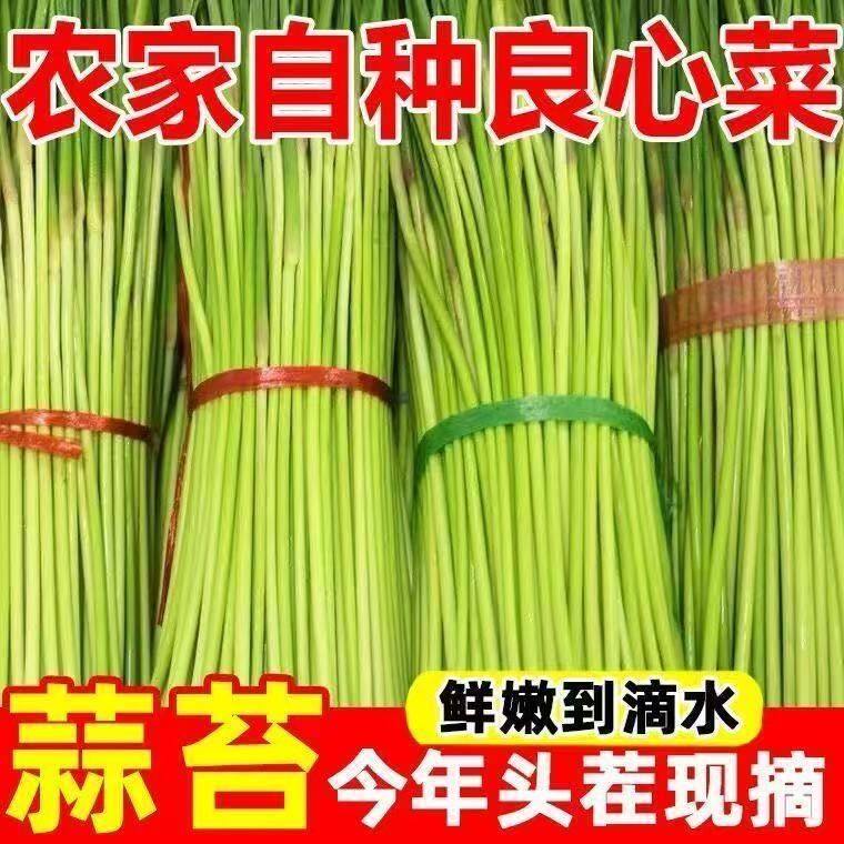【现摘现发】2026年蒜苔新鲜山东红帽新蒜台嫩现货应季蔬菜蒜薹