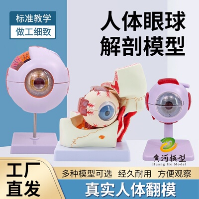 黄和教学眼球解剖人体模型教具