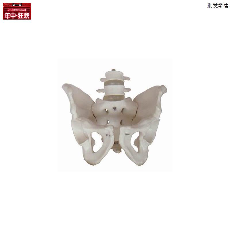 人体假骨盆d带二节腰椎模型(自然大)骨骼解剖教学训练标本