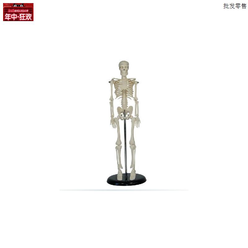 全身人体骨骼模型45CM骨o架模型标本/45公分带底座医学教学培训