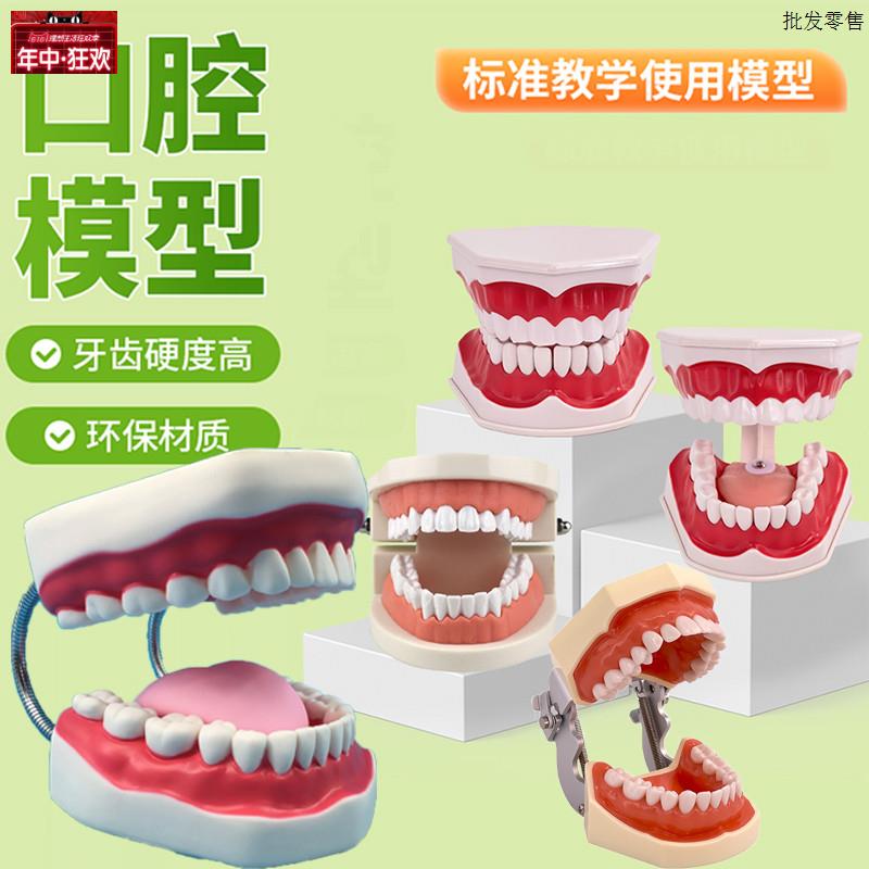 早教牙齿d教学模型儿童口腔教学幼儿园教刷牙模型口腔保健护理牙