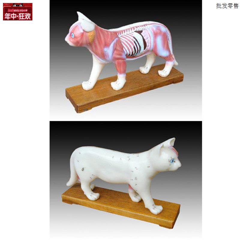 动物中医用猫体针灸模型解剖W穴位教学练习训练标本模具