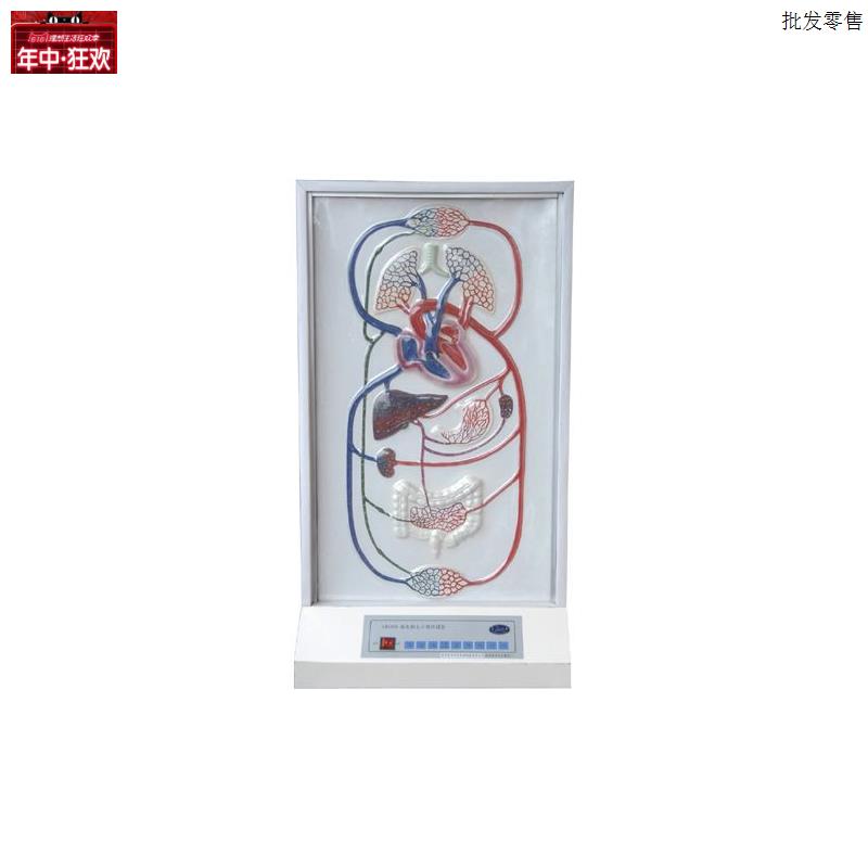 人体大小循环K电动模型医学教学用标本