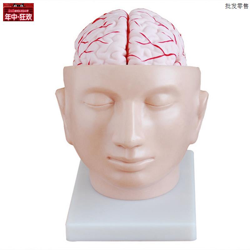 人体头部解剖附Z脑和动脉模型医学示教标本颅脑教学模具