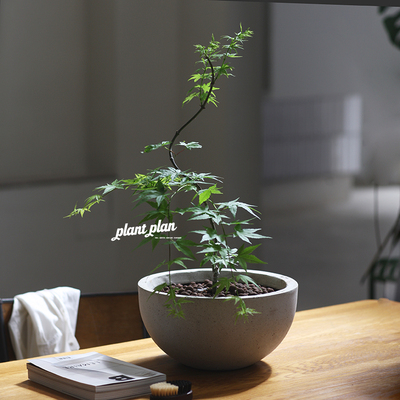 造型流泉枫禅意中式植物蔷薇之光