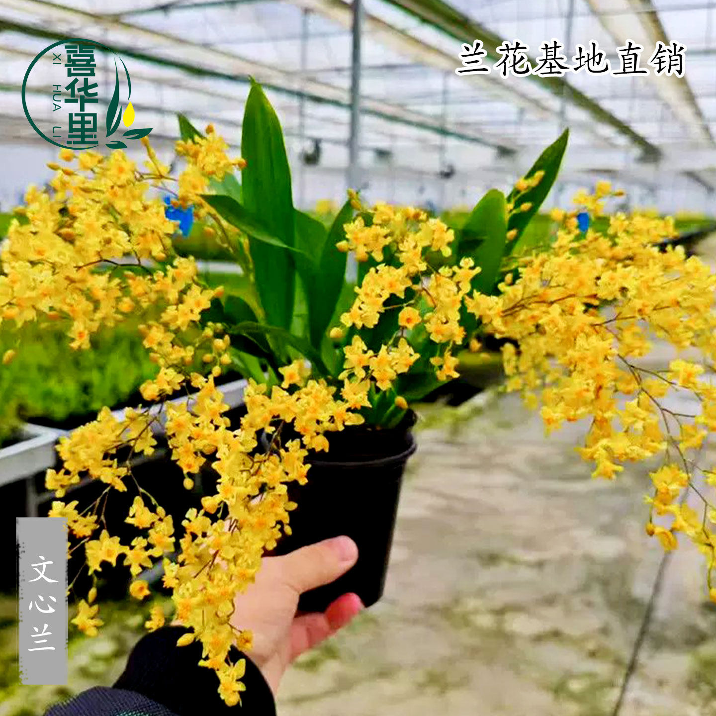 梦香兰花苗带花剑浓香盆栽兔耳兰花客厅文心兰植物花卉四季好养活
