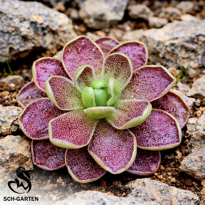 立叶交托兰通戈爱兰捕虫堇P. rectifolia×ehlersiae[Tolantonga]