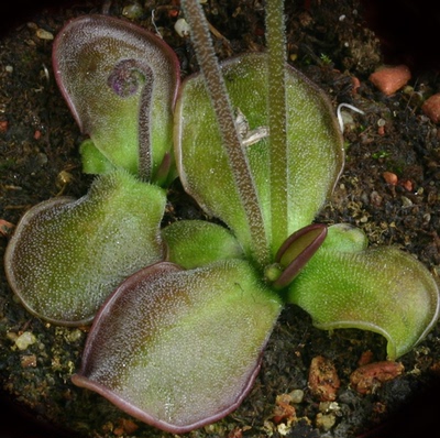 【新品】椭瓣捕虫堇（长圆叶）丨Pinguicula oblongiloba