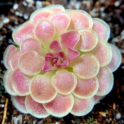 圆花交弗洛里捕虫堇Pinguicula rotundiflora x 'Florian' ex SCH