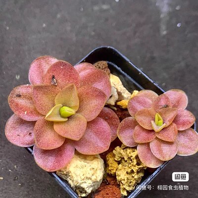 红叶危地马拉产地种捕虫堇（red）丨Pinguicula Guatemala丨