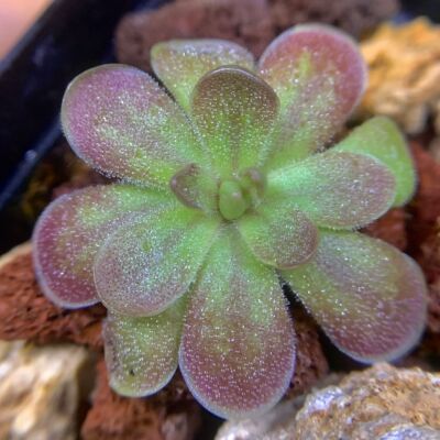立叶x爱石捕虫堇P.rectifolia x (esseriana X gypsicola)