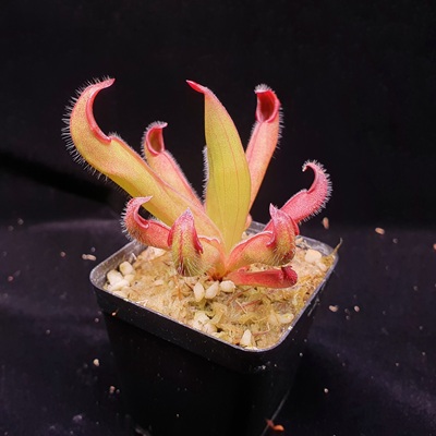 【春季奇遇】池曼塔太阳瓶子草0312，如图，6CM