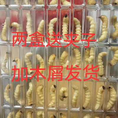 【大头】松树虫野生喂鸟虫木虫活体虫鸟儿专用虫提性虫壮膘虫柴虫