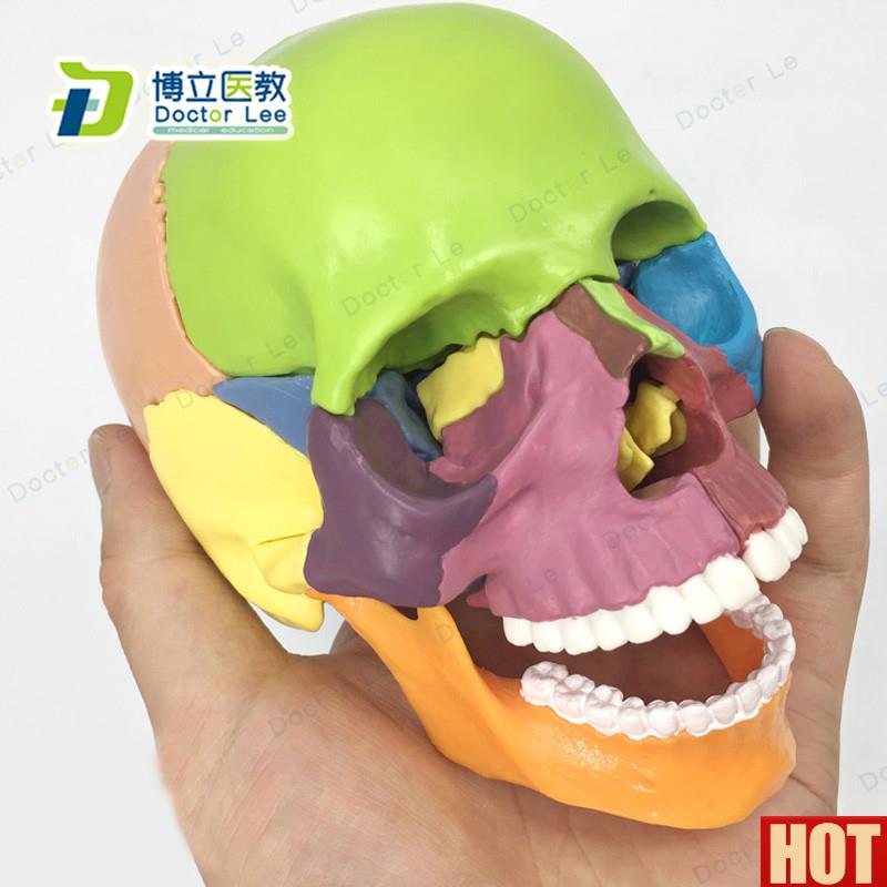 5部件头颅骨模型彩色头A骨模型医用牙科诊所教学用具可拆卸