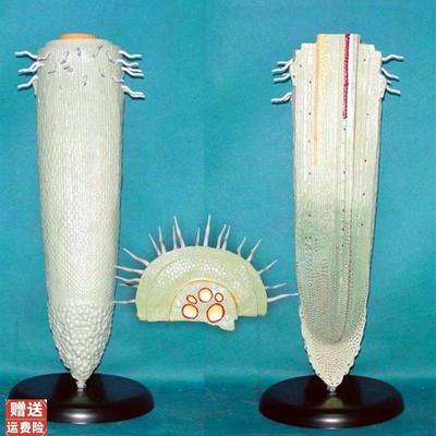 植物单子叶根解剖模型植F物解剖科教讲解展示