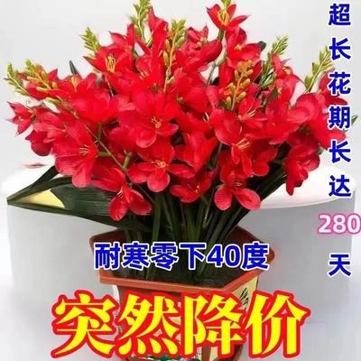 晚香玉种球浓香型重瓣大花球根带花苞多年生切花庭院阳台花卉盆栽