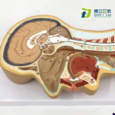 头部正中矢状切面模型头颅脑模z型头部解剖模型耳鼻喉科解剖半头