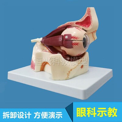 眼眶眼球模型人体眼睛结构u可拆卸角膜虹膜晶状体玻璃体眼周眼底
