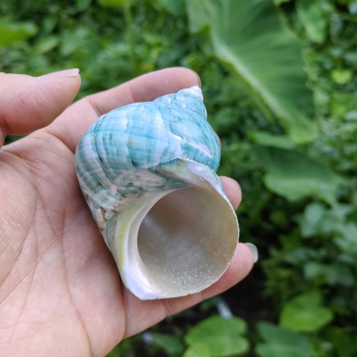 3-6厘米口径特大去皮绿螺 寄居蟹壳备用鱼缸造景三湖虎鱼躲避孵化
