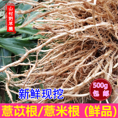 正宗新鲜薏苡根尿珠子根包邮