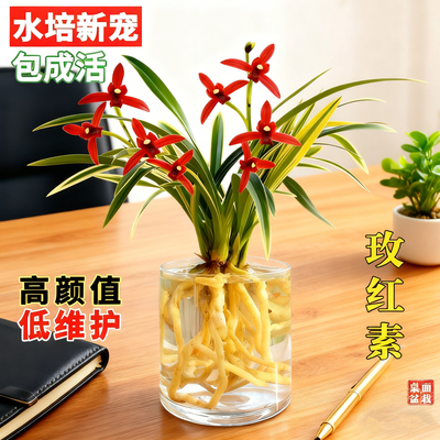 水培金边兰花苗玫红素 室内办公室小盆栽绿植花卉好养四季兰花