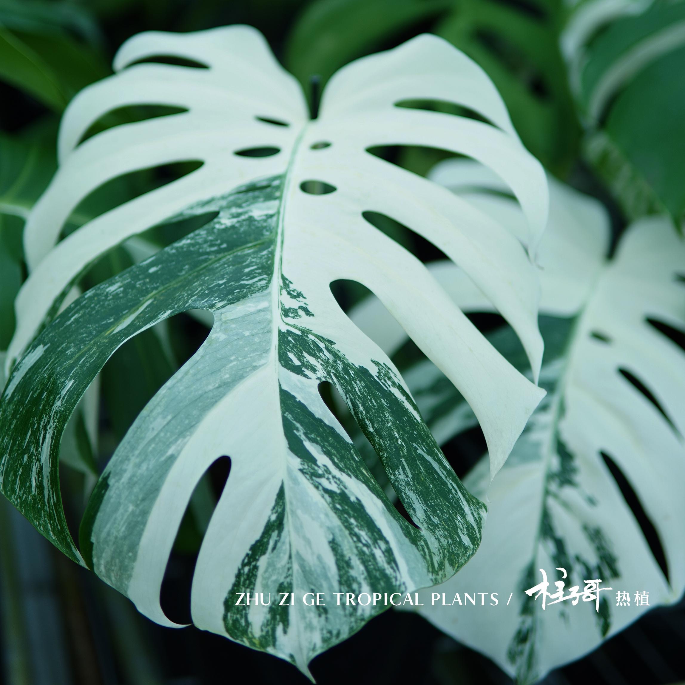白锦龟背竹进口白龟室内锦化观叶植物