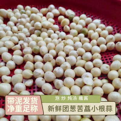 野葱新鲜小根蒜野生苦藠团葱江西野小蒜薤白现挖时令野菜包邮农家