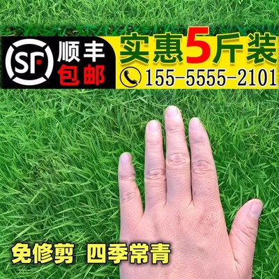 草籽护坡狗牙根马尼拉四季常青