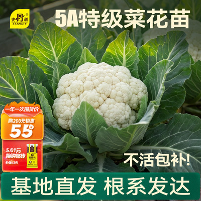 精品花菜苗|基地直发