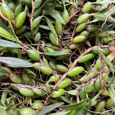 现采石橄榄新鲜双叶中小果500g石仙桃果上叶炖汤煲汤补品材料包邮