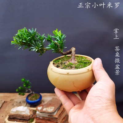 小叶子米罗汉松树盆景微型小品茶桌办公室阳台盆栽绿植摆件木本