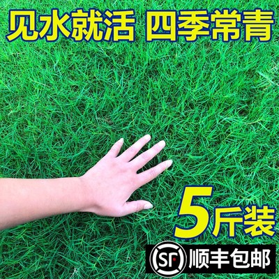 草坪籽护坡狗牙根马尼拉四