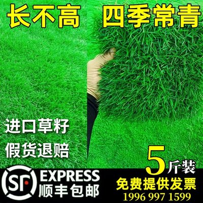 草坪籽四季常青护坡狗牙根