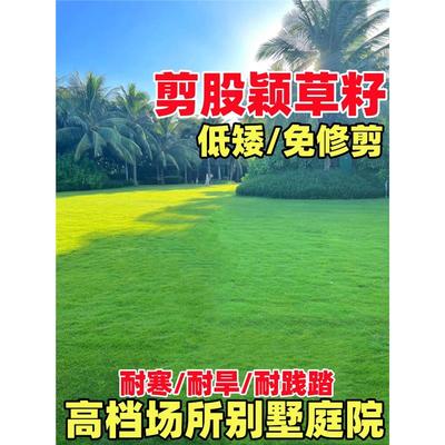 匍匐剪股颖草籽免修矮生坪