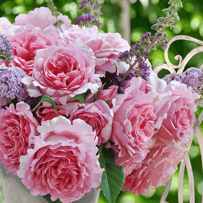 月季循环开花抗病好爬藤