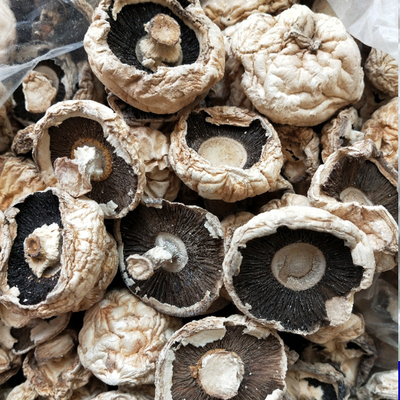 张家口口蘑坝上张北特产食用菌农产品草原白蘑菇干货开伞黑里口蘑