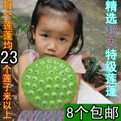新鲜大莲蓬头莲子米