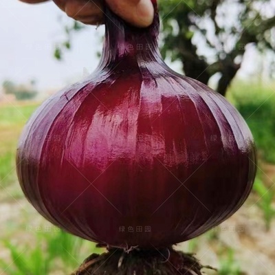 正宗紫皮水果洋葱种子秋冬播种