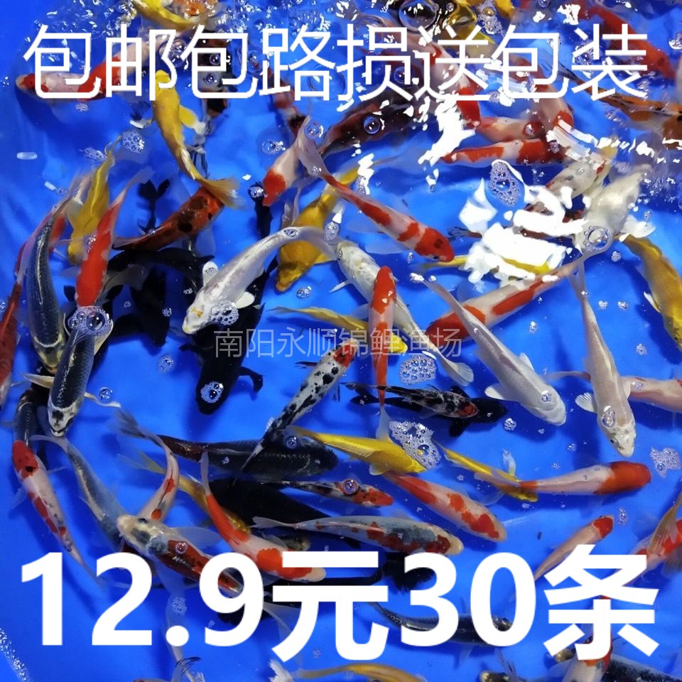 冷水观赏鱼苗活体小锦鲤小金鱼活淡水鱼小鱼活苗蝴蝶鲤风水鱼大鱼