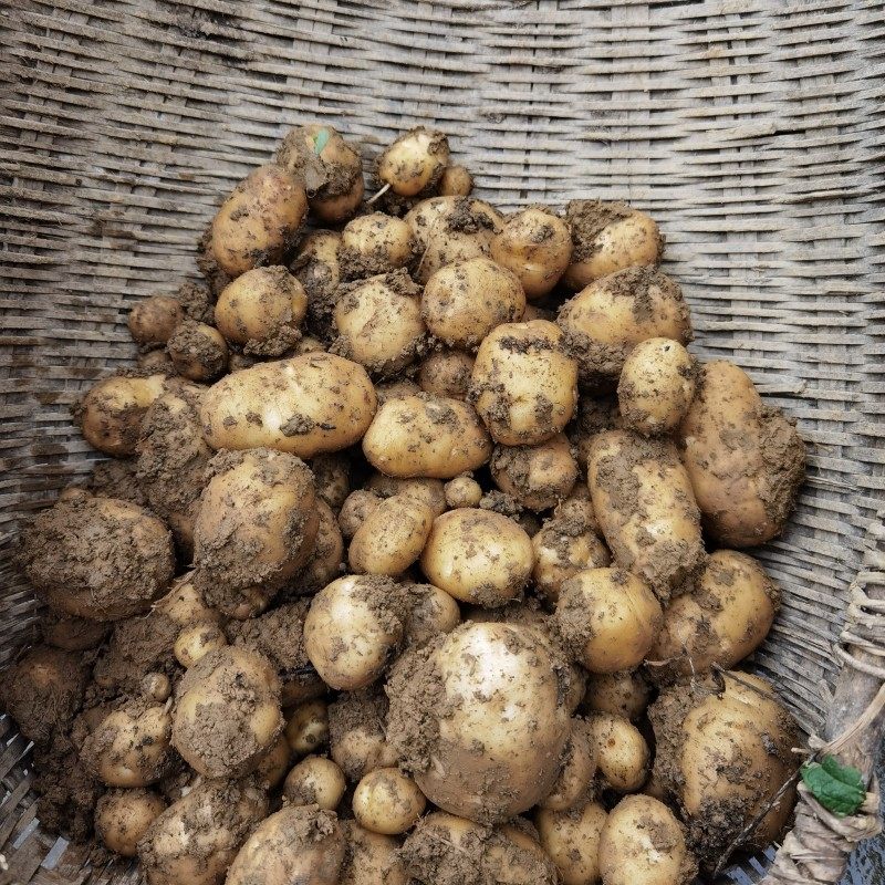 重庆农家土豆3斤5斤现挖春洋芋高山恩施品种马铃薯当季蔬菜