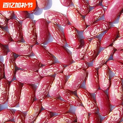 紫花芸豆红花芸豆腰豆