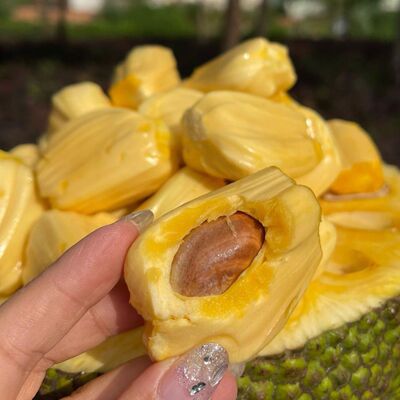 正宗海南泰八菠萝蜜一整个新鲜水果当季现摘现发整箱包邮波罗蜜