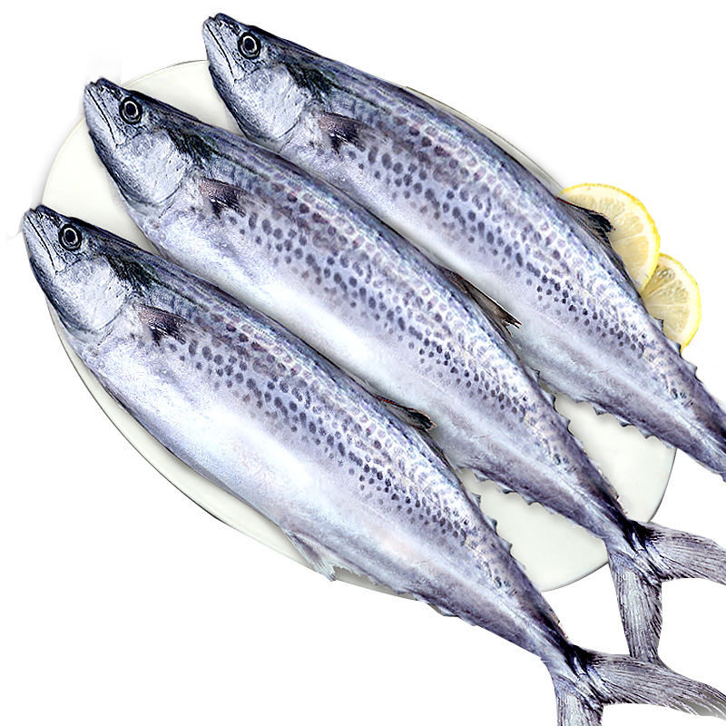 大鲅鱼新鲜鲅鱼冷冻马鲛鱼整条燕鲅鱼马友鱼海鲜批发深海鱼肉水产