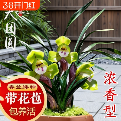 春兰带花苞名贵兰花苗矮种好养室内花卉绿植盆栽大富贵客厅阳台